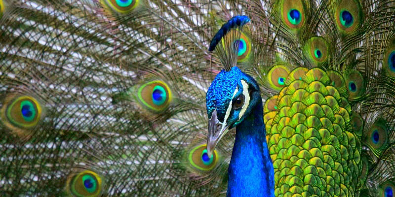 Get Advice From Josh | JoshSway.com